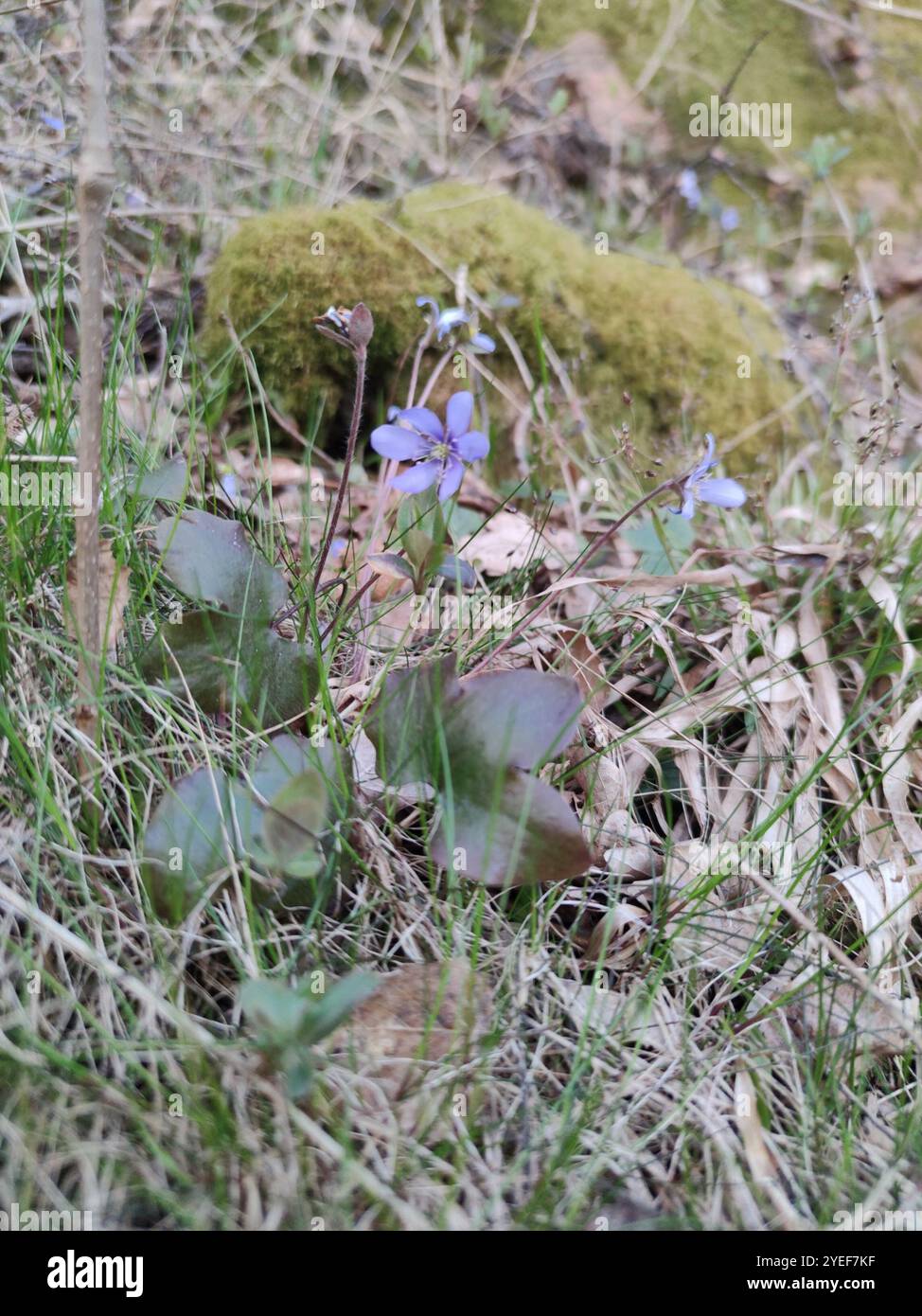 Liverleaf (Hepatica nobilis Stock Photo - Alamy