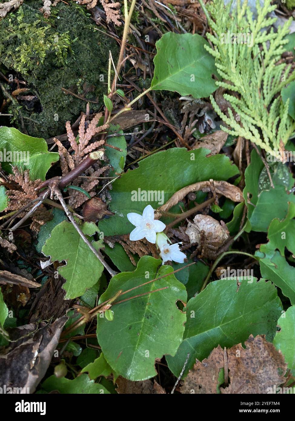 Epigaea repens hi-res stock photography and images - Alamy