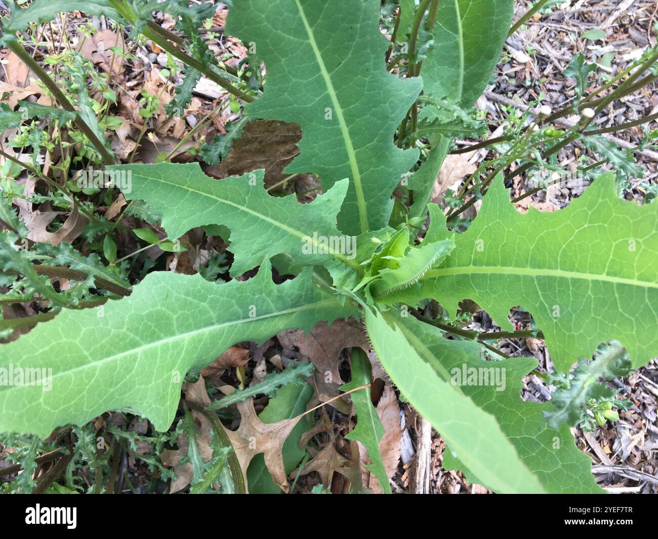 prickly lettuce (Lactuca serriola Stock Photo - Alamy