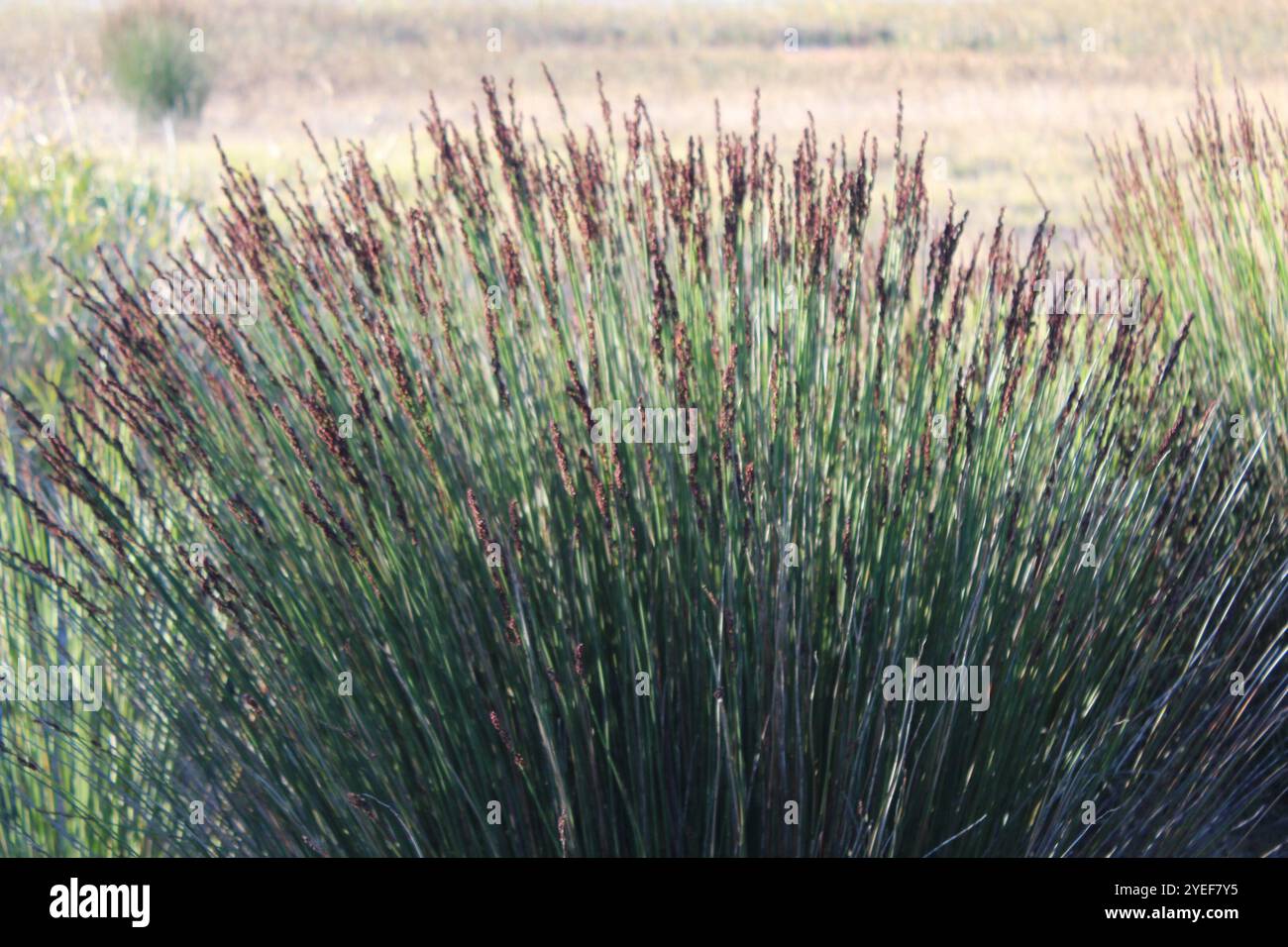Cape Thatching Reed (Elegia tectorum Stock Photo - Alamy