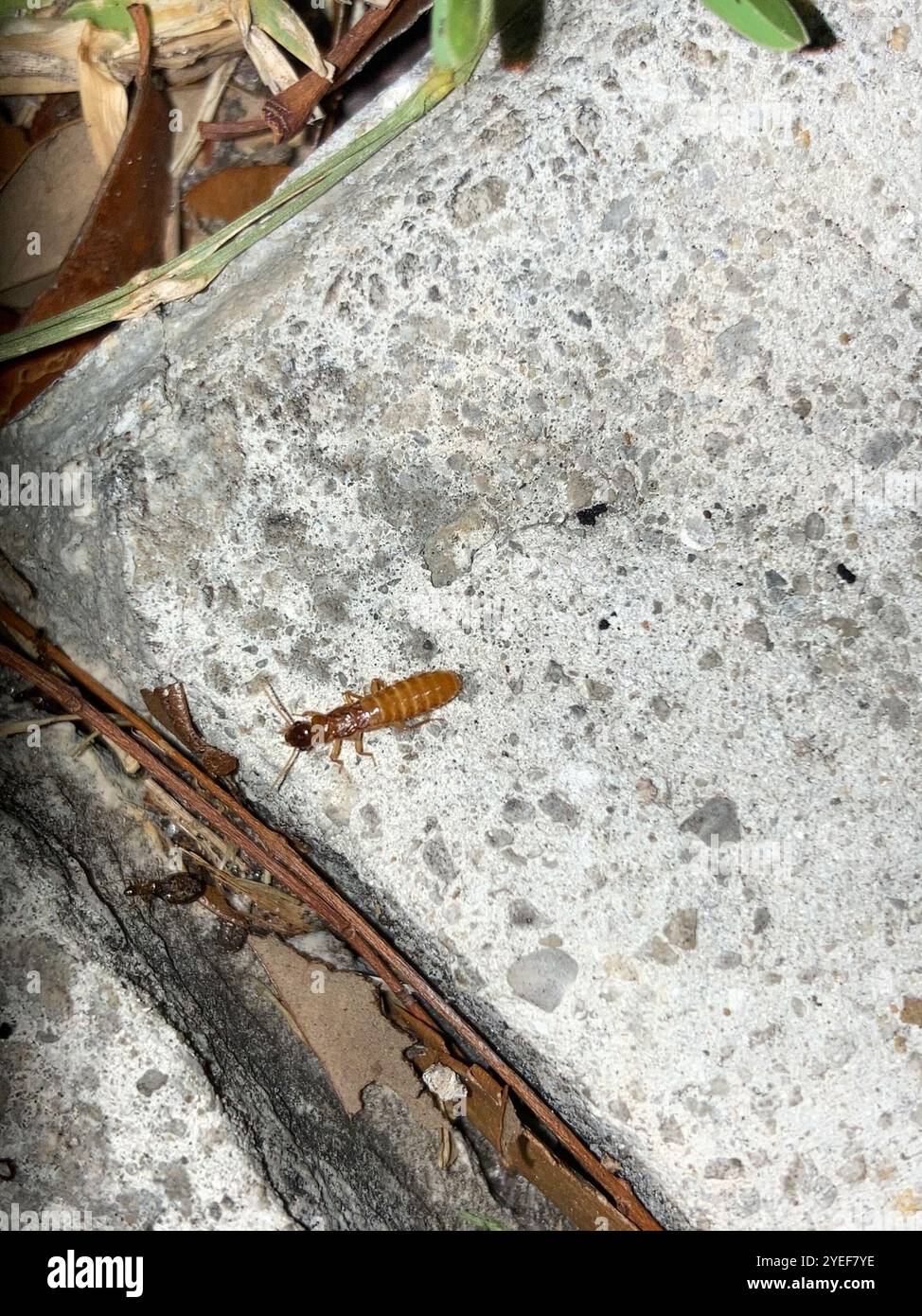 Formosan subterranean termite (Coptotermes formosanus Stock Photo - Alamy