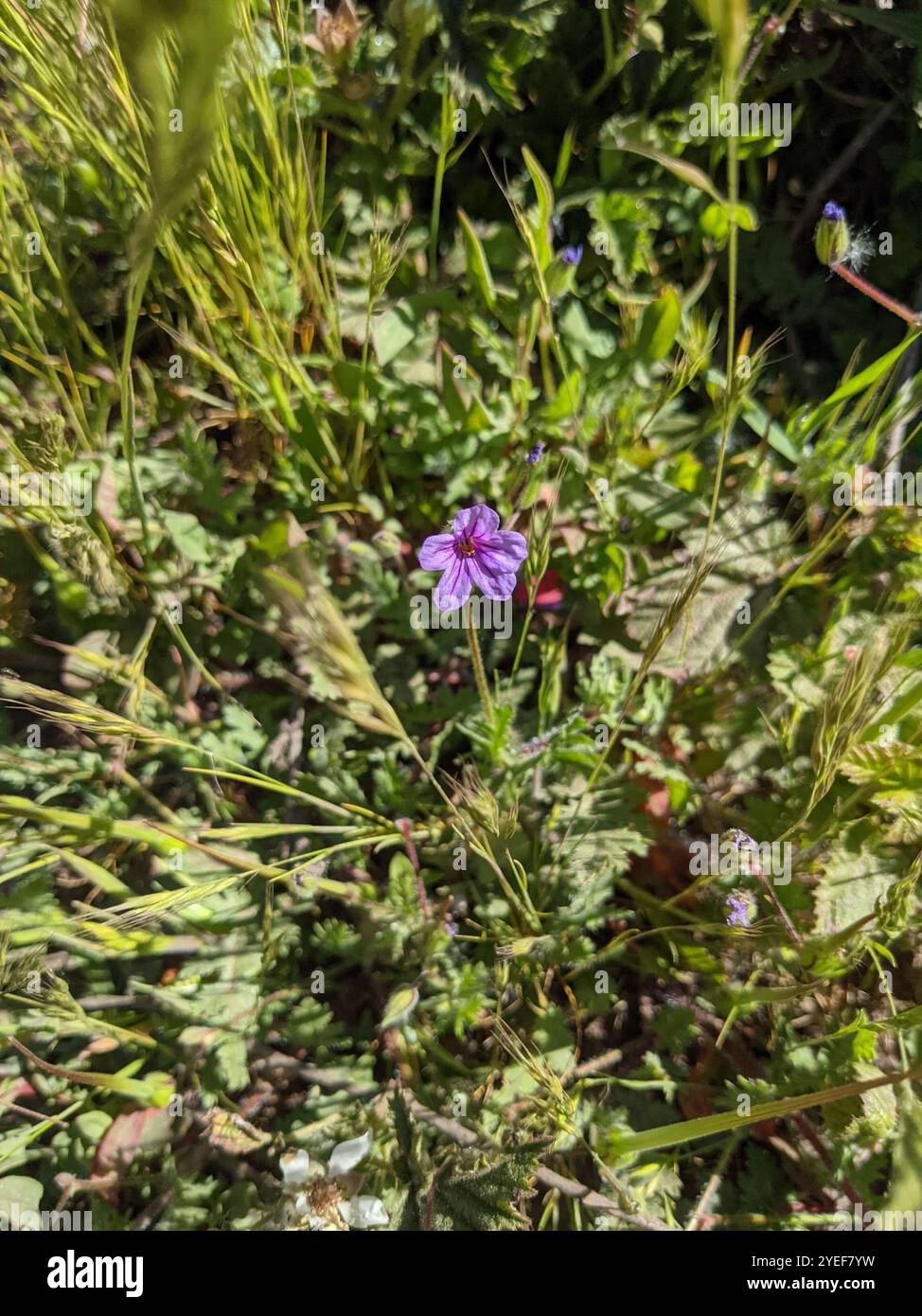 Mediterranean Stork's-bill (Erodium botrys Stock Photo - Alamy