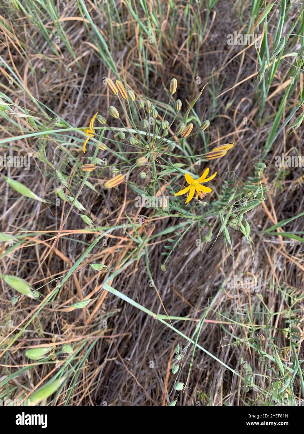 Goldenstar bloomeria crocea hi-res stock photography and images - Alamy
