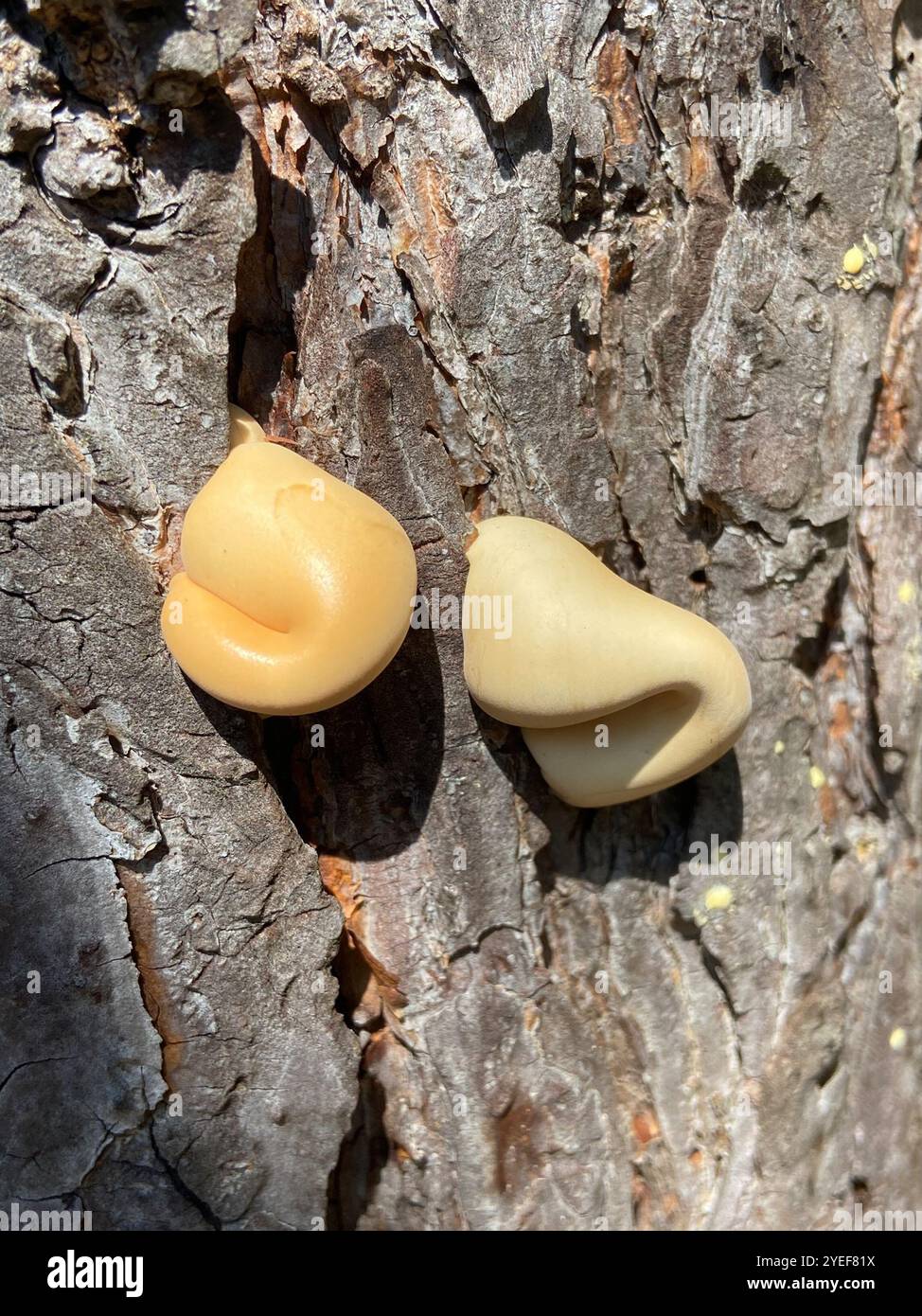 Volvatus hi-res stock photography and images - Alamy