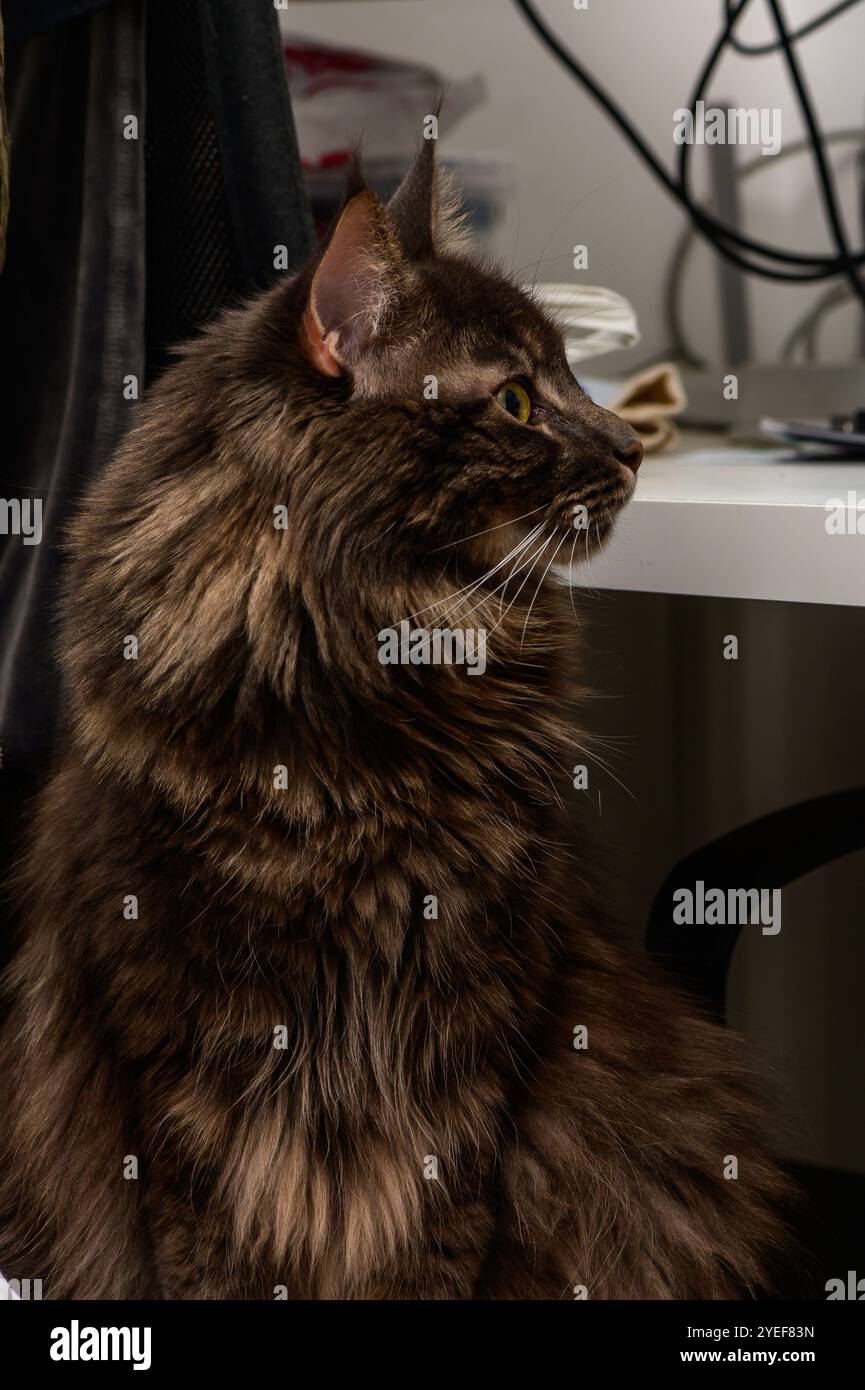A fluffy cat studies its surroundings curiously while sitting beside a ...
