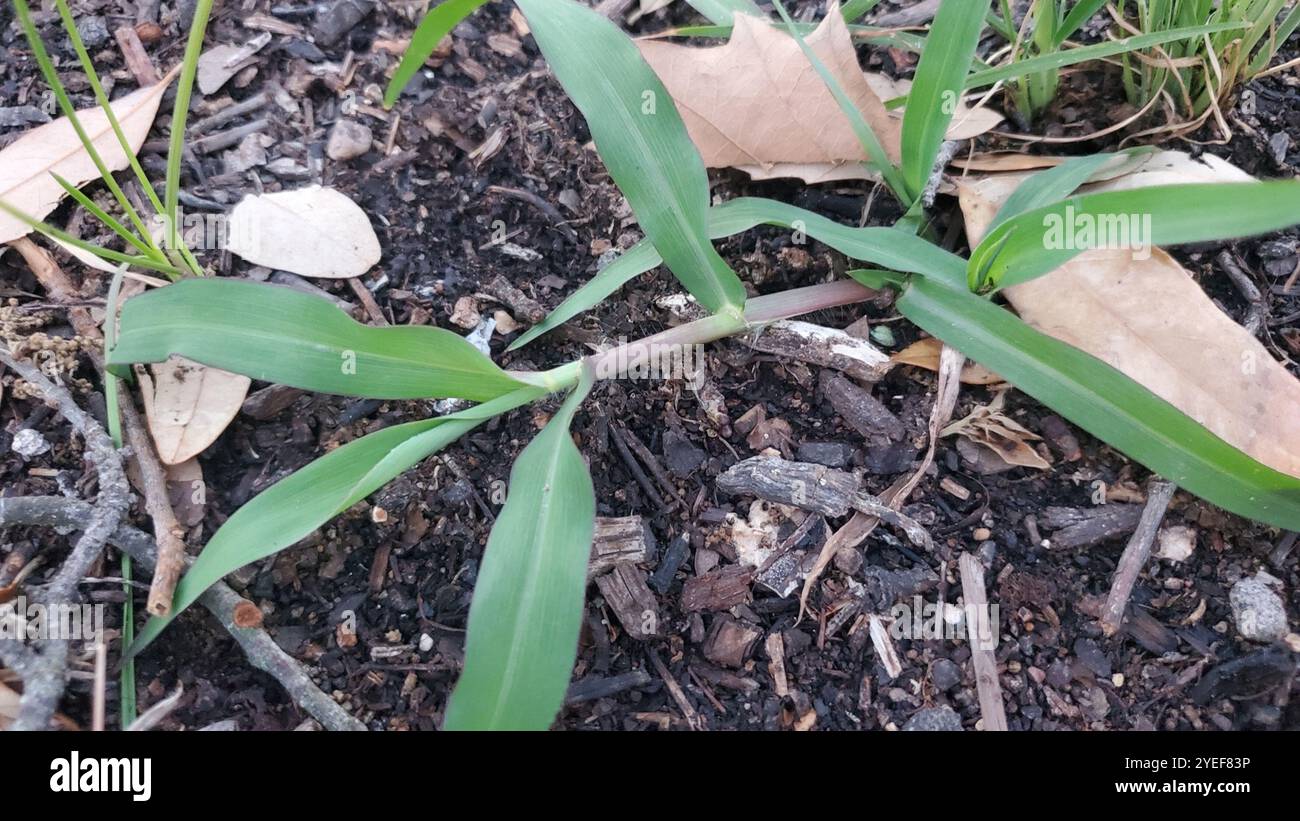 Hairy Crabgrass (Digitaria sanguinalis Stock Photo - Alamy