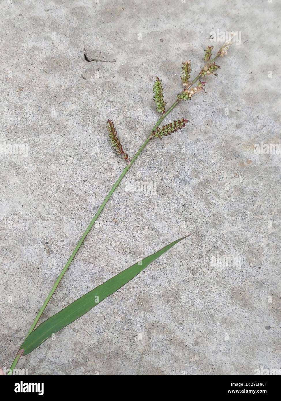 Jungle Rice (Echinochloa colonum Stock Photo - Alamy
