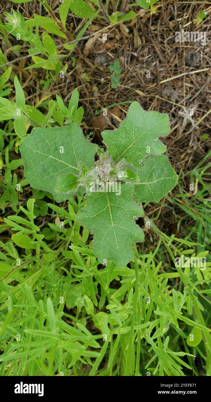western horsenettle (Solanum dimidiatum Stock Photo - Alamy