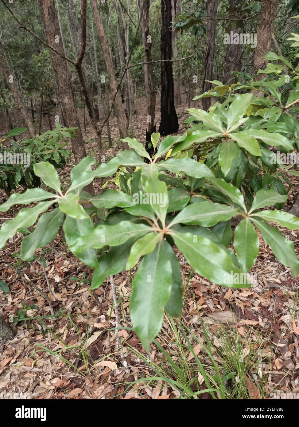 Rough-fruited Pittosporum (Pittosporum revolutum Stock Photo - Alamy