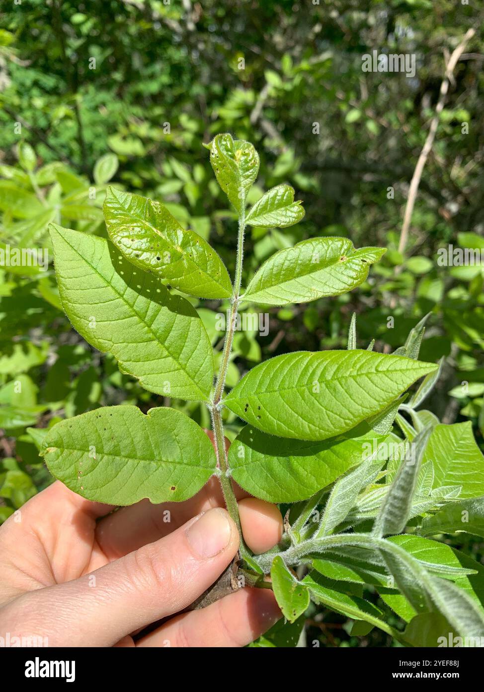 Oregon Ash (Fraxinus latifolia Stock Photo - Alamy