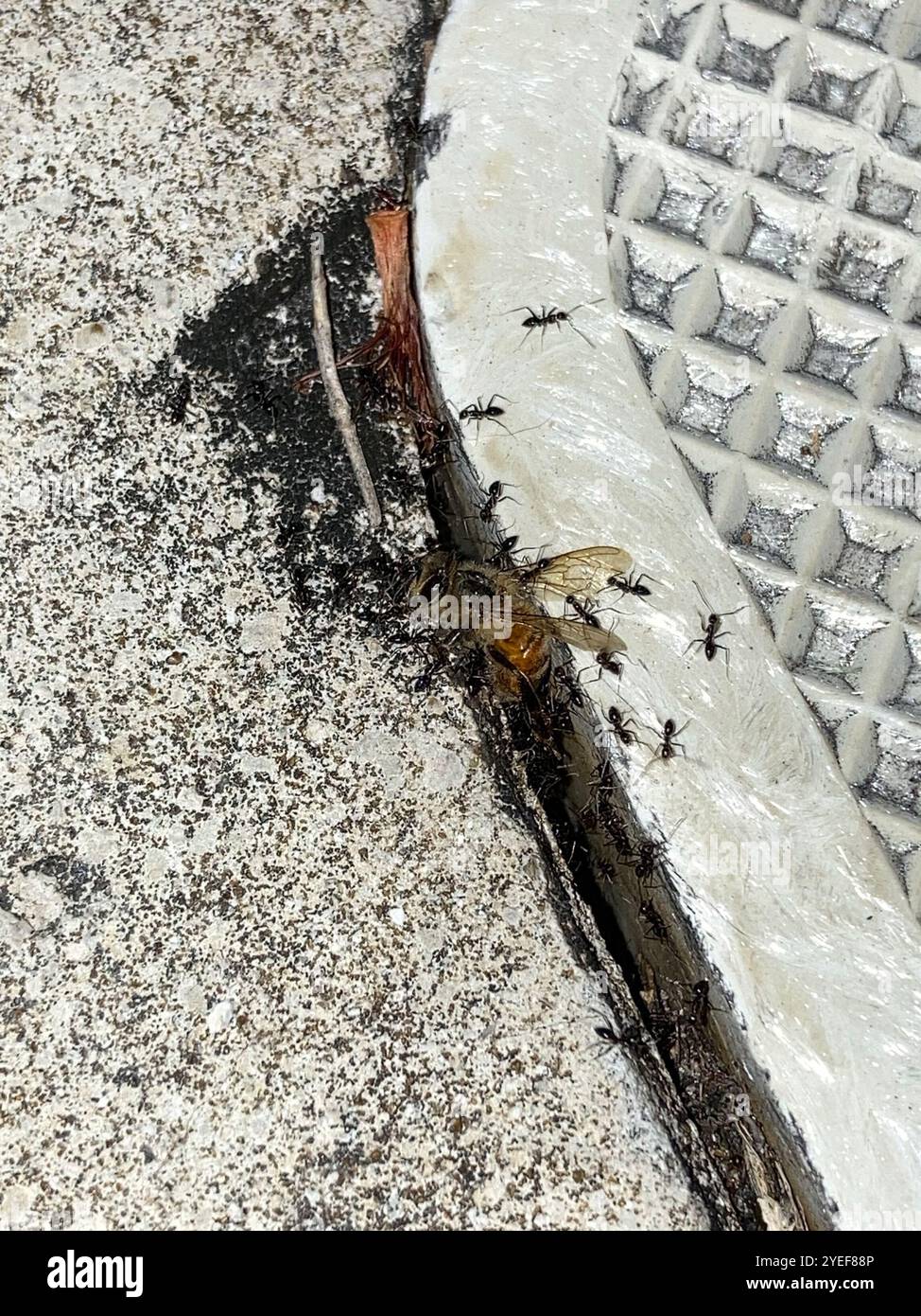 Longhorn Crazy Ant (Paratrechina longicornis Stock Photo - Alamy