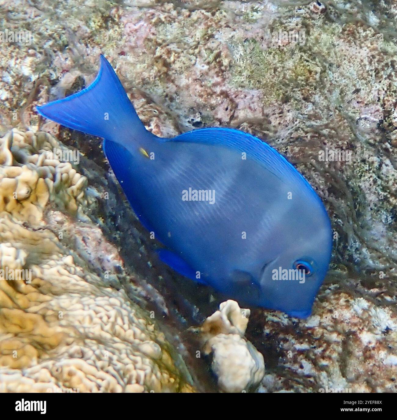 Atlantic Blue Tang (Acanthurus coeruleus Stock Photo - Alamy