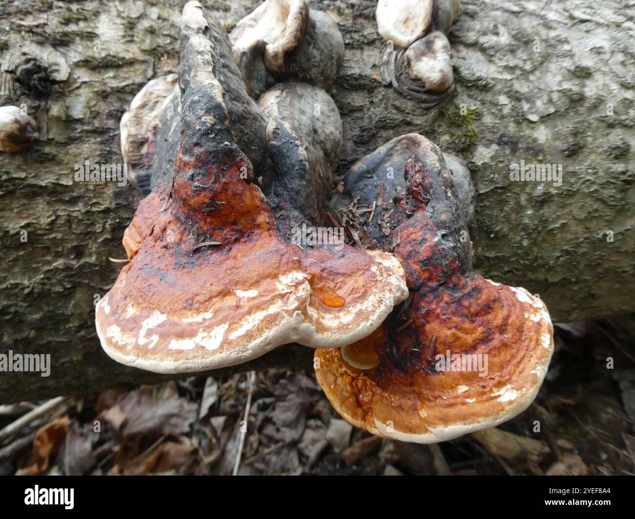 Northern Red Belt (Fomitopsis mounceae Stock Photo - Alamy