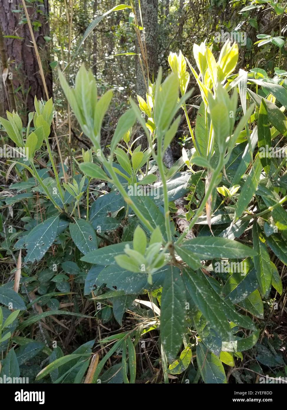 Swamp Bay (Persea palustris Stock Photo - Alamy