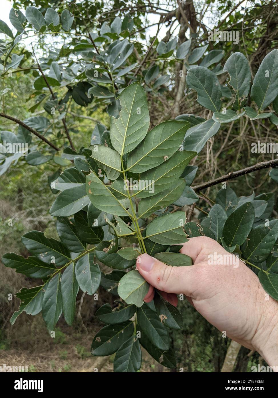 Involuta hi-res stock photography and images - Alamy