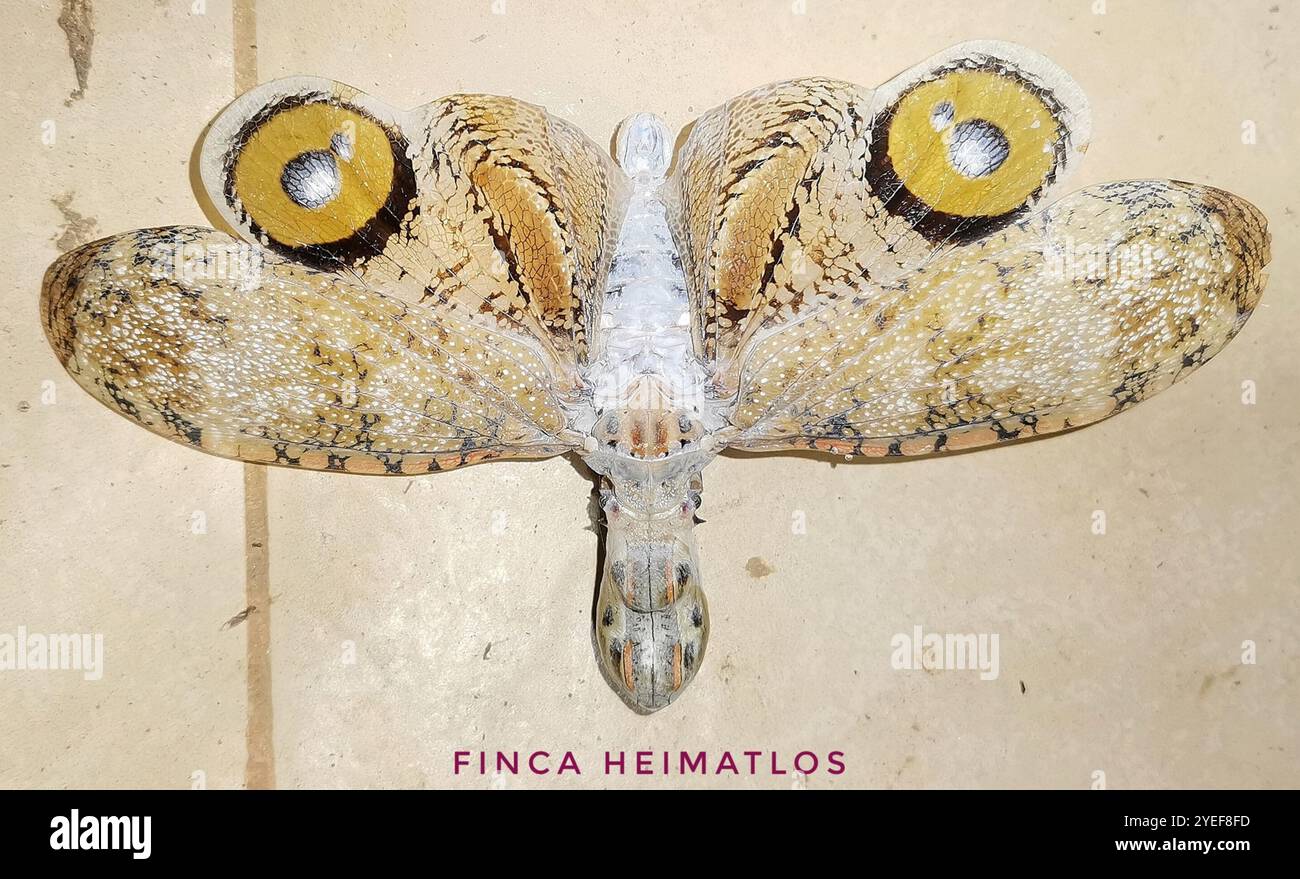 Peanut-headed Lanternfly (Fulgora laternaria Stock Photo - Alamy