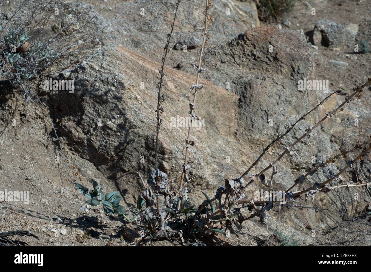 scarlet bugler (Penstemon centranthifolius Stock Photo - Alamy