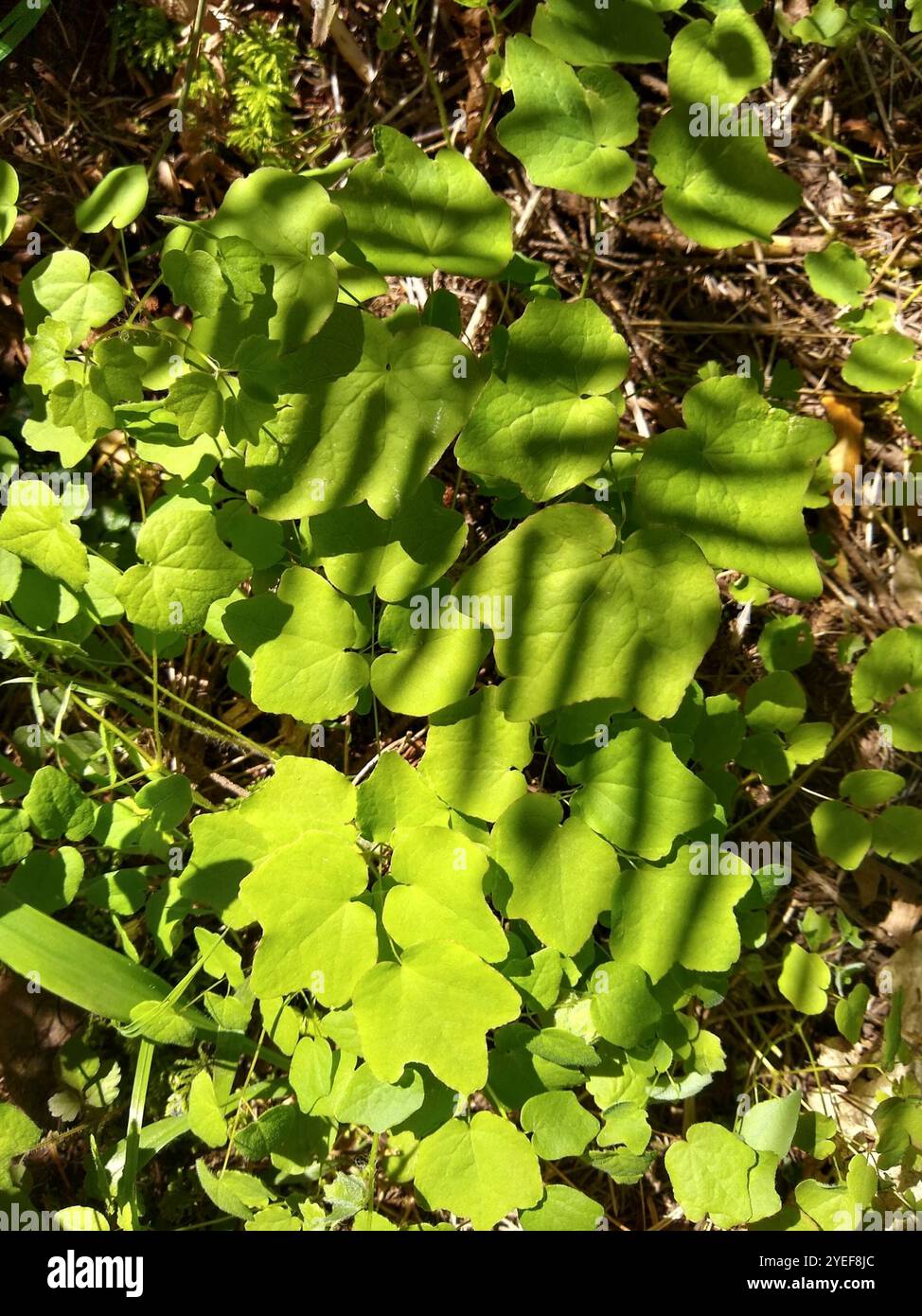 White Inside-out Flower (Vancouveria hexandra Stock Photo - Alamy
