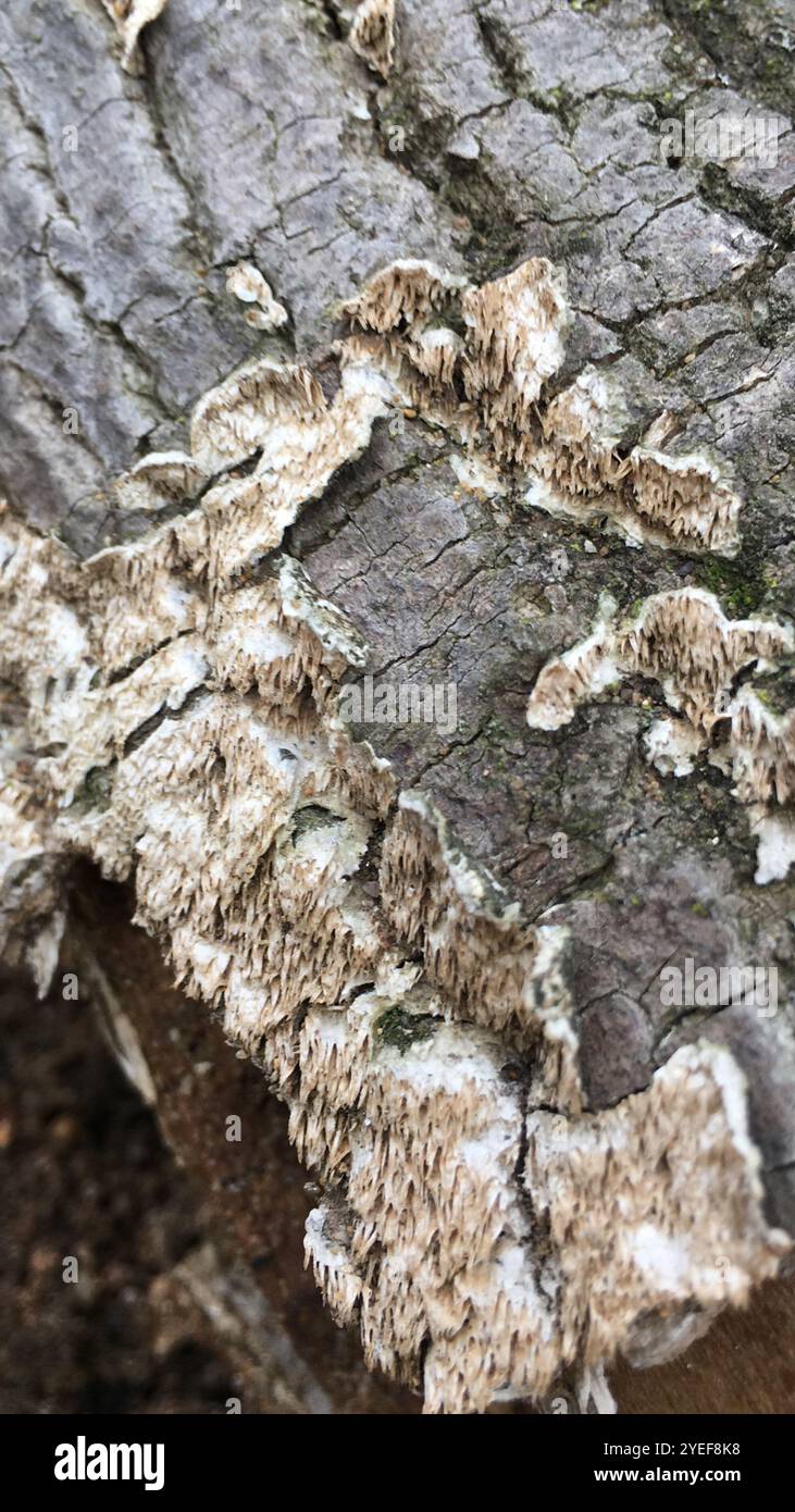 Milk-white Toothed Polypore (Irpex lacteus Stock Photo - Alamy