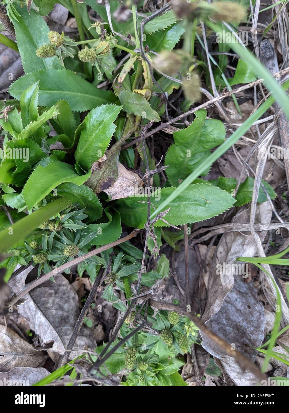 Mexican Culantro (Eryngium foetidum Stock Photo - Alamy