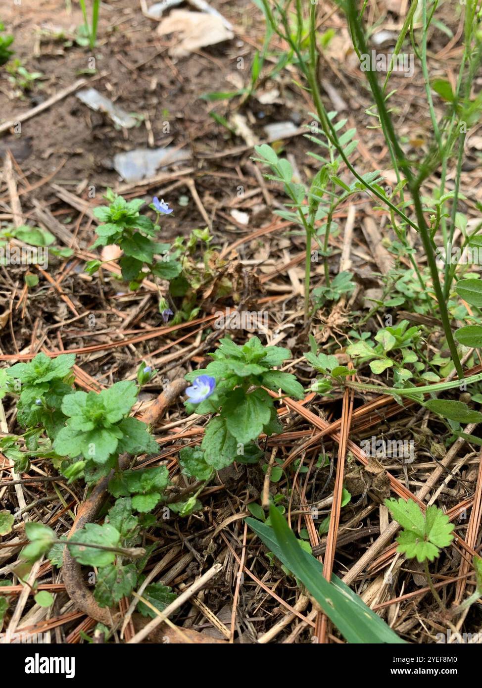 bird's-eye speedwell (Veronica persica Stock Photo - Alamy
