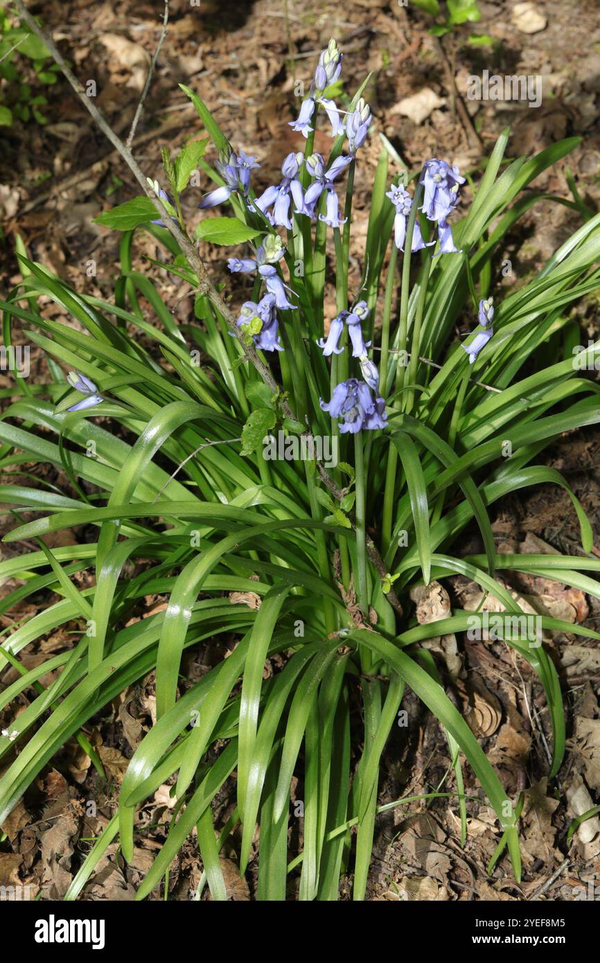 Spanish Bluebell (Hyacinthoides hispanica Stock Photo - Alamy