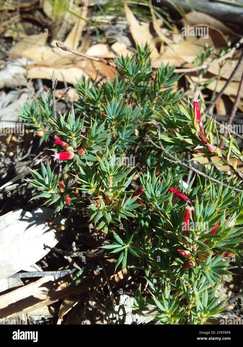 Cranberry Heath (Styphelia humifusa Stock Photo - Alamy