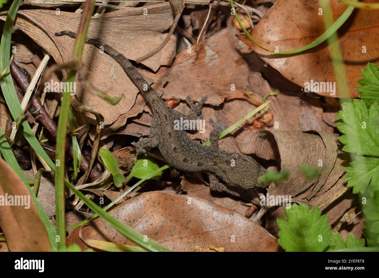 Japanese Giant Gecko (Gekko japonicus Stock Photo - Alamy