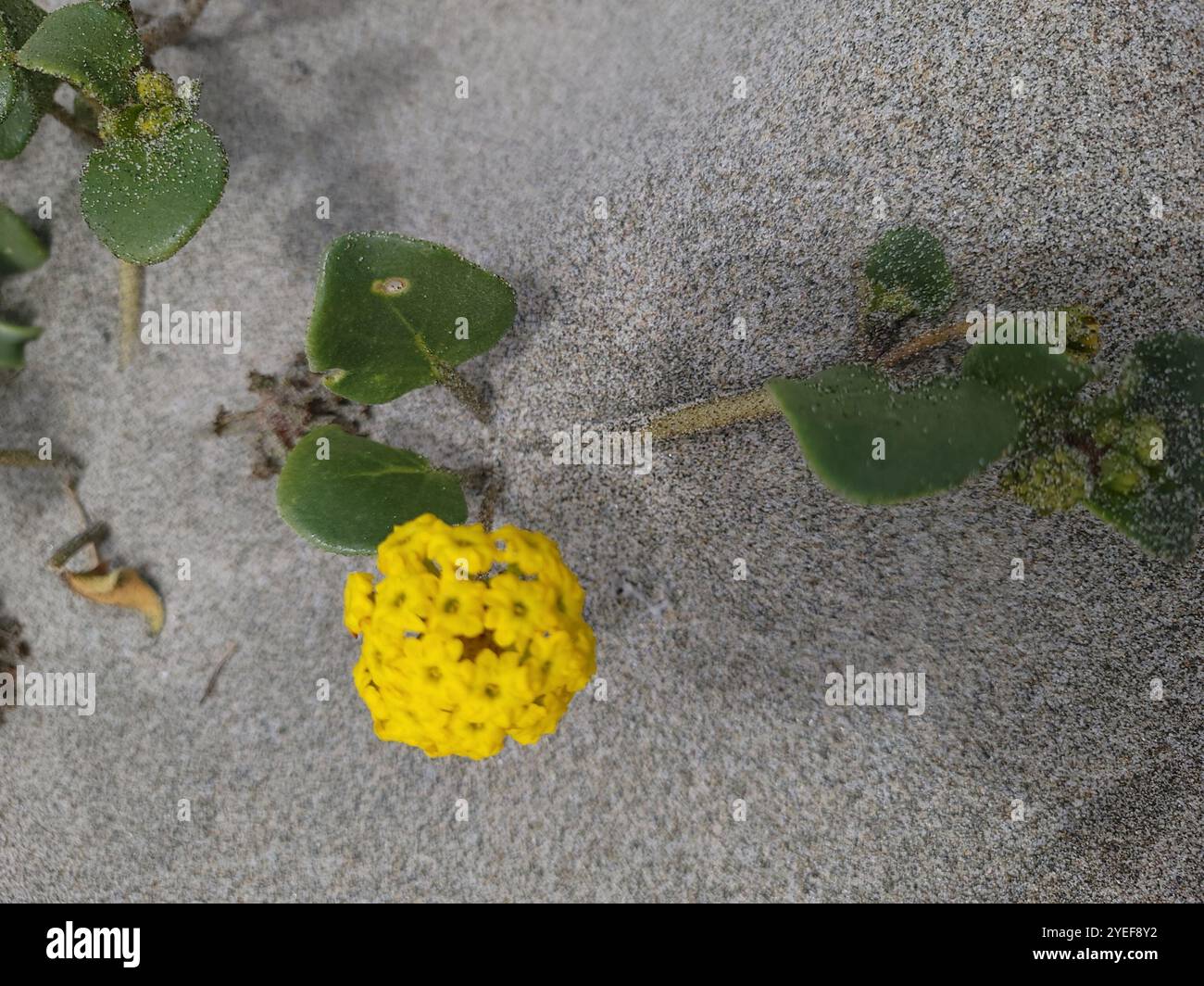Yellow Sand Verbena (Abronia latifolia Stock Photo - Alamy