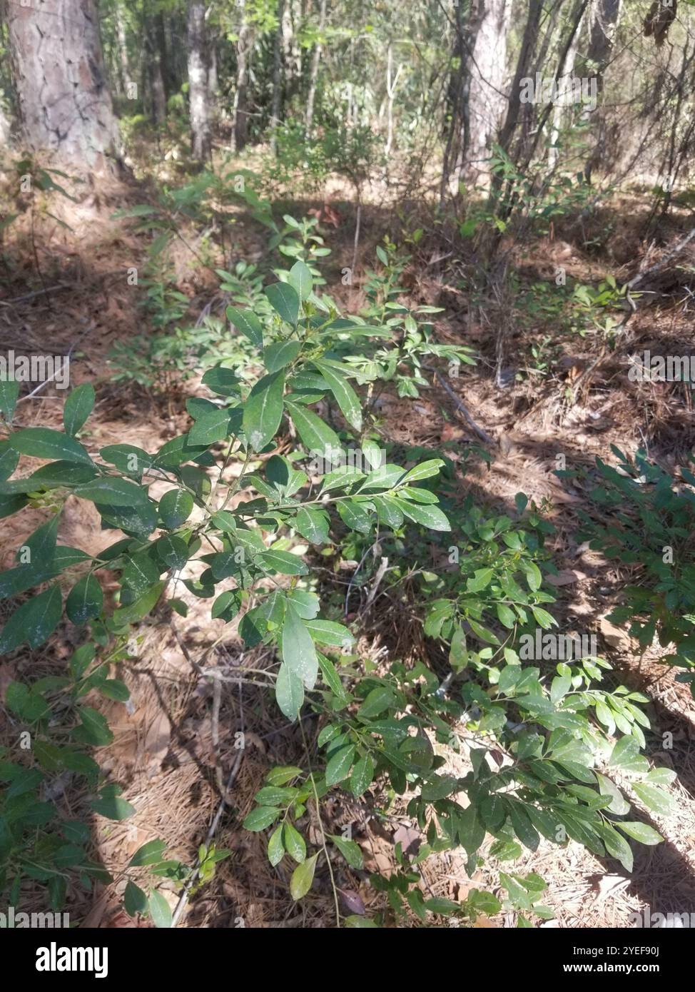 gallberry (Ilex glabra Stock Photo - Alamy