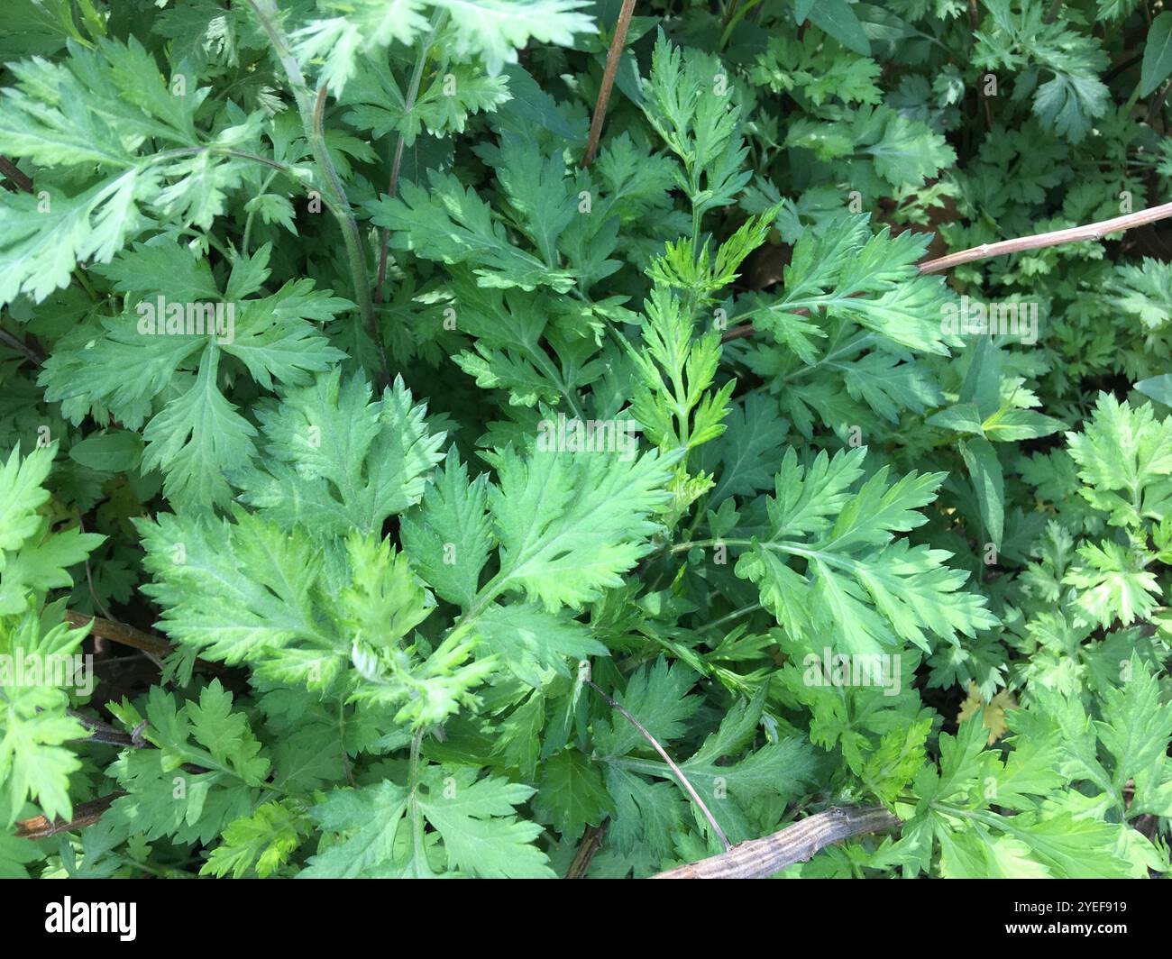 common mugwort (Artemisia vulgaris Stock Photo - Alamy