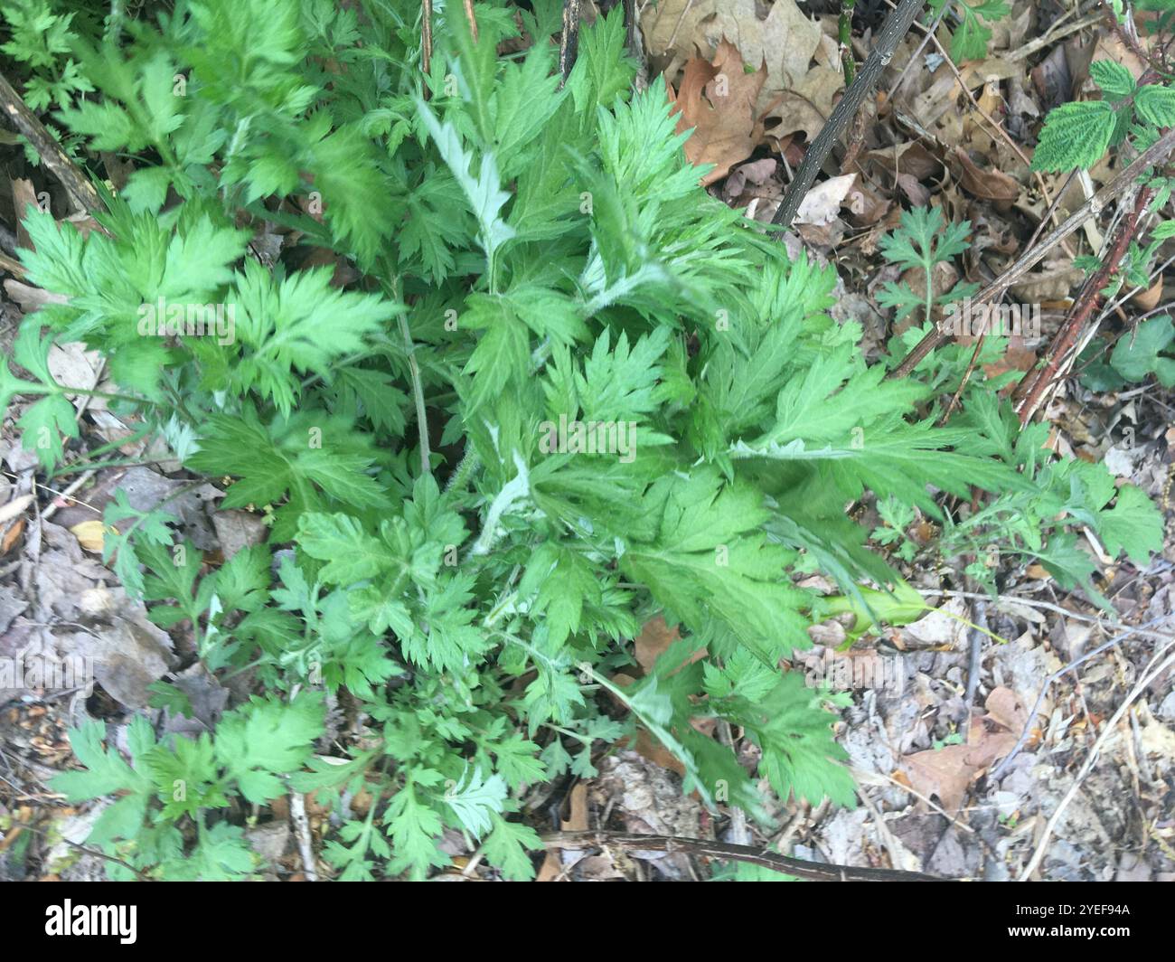 common mugwort (Artemisia vulgaris Stock Photo - Alamy