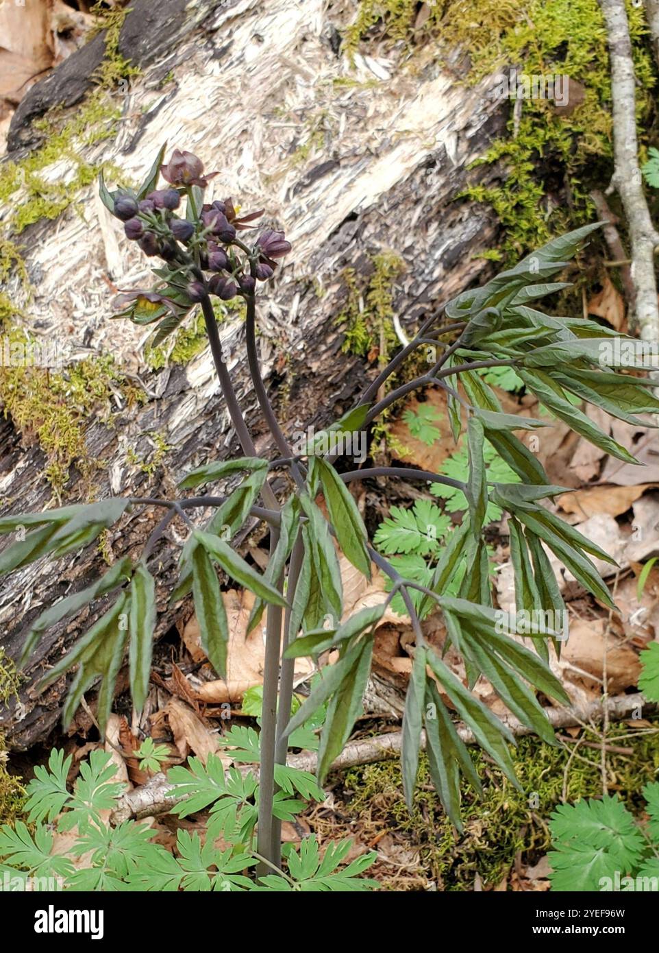 early blue cohosh (Caulophyllum giganteum Stock Photo - Alamy