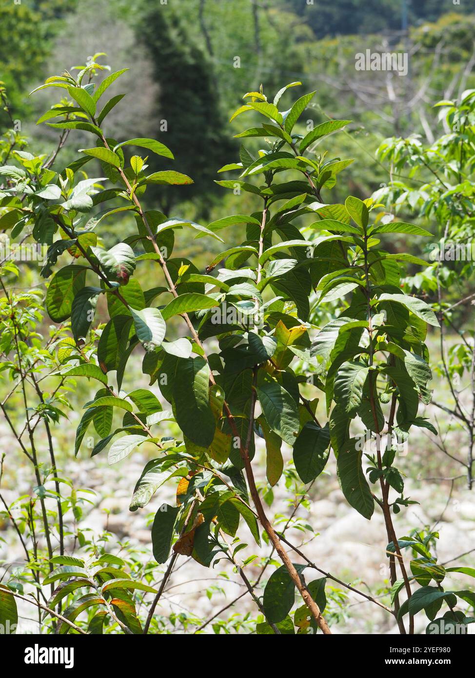Common guava (Psidium guajava Stock Photo - Alamy