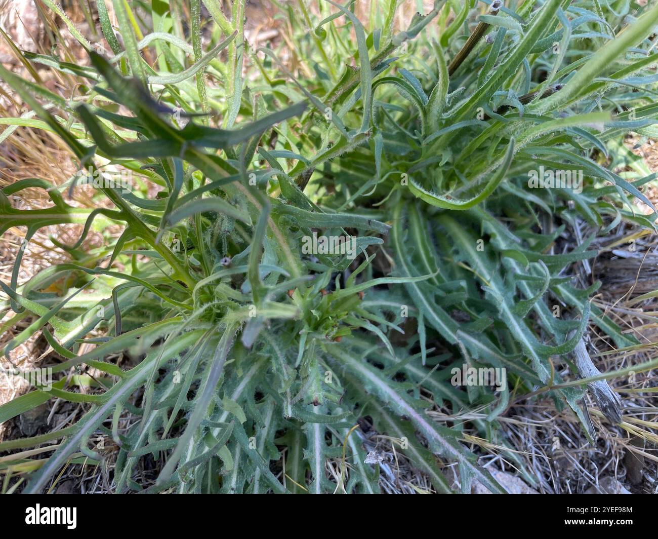 spearleaf agoseris (Agoseris retrorsa Stock Photo - Alamy
