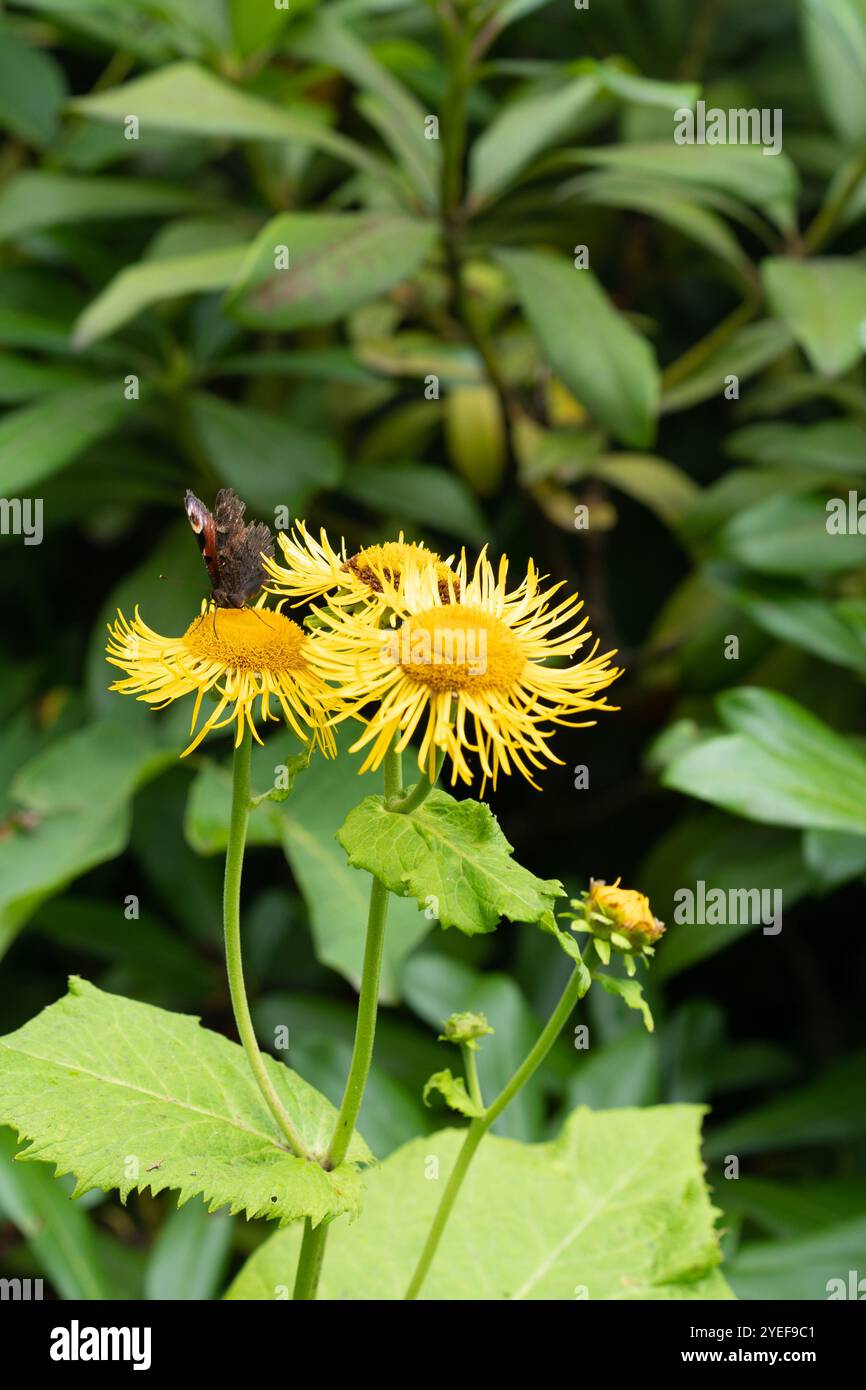 Two vibrant yellow flowers sway gently in a garden, drawing the ...