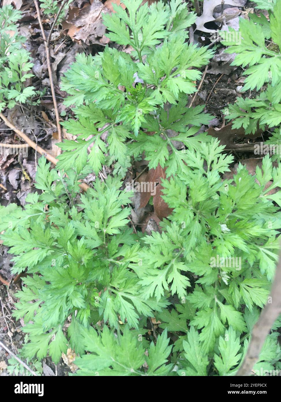 common mugwort (Artemisia vulgaris Stock Photo - Alamy