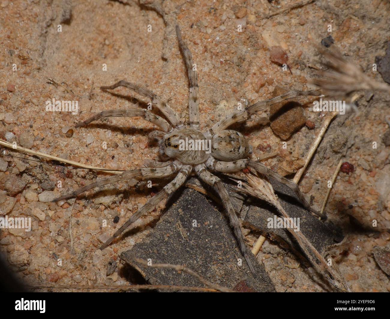 Ocyale Burrowing Wolf spider (Hippasosa guttata Stock Photo - Alamy