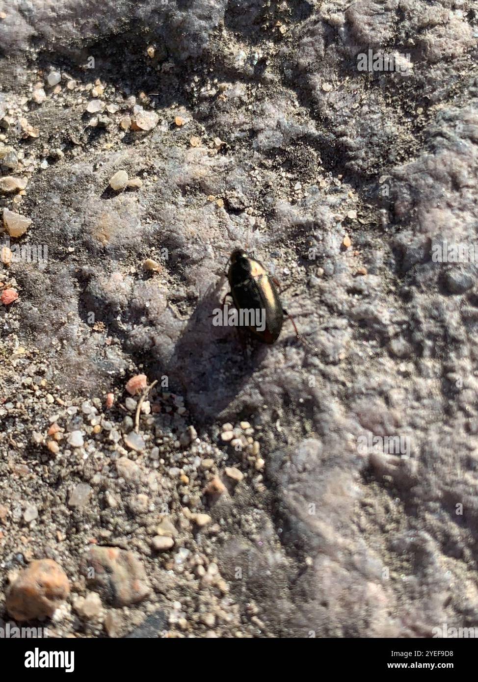 Common Sun Beetle (Amara aenea Stock Photo - Alamy