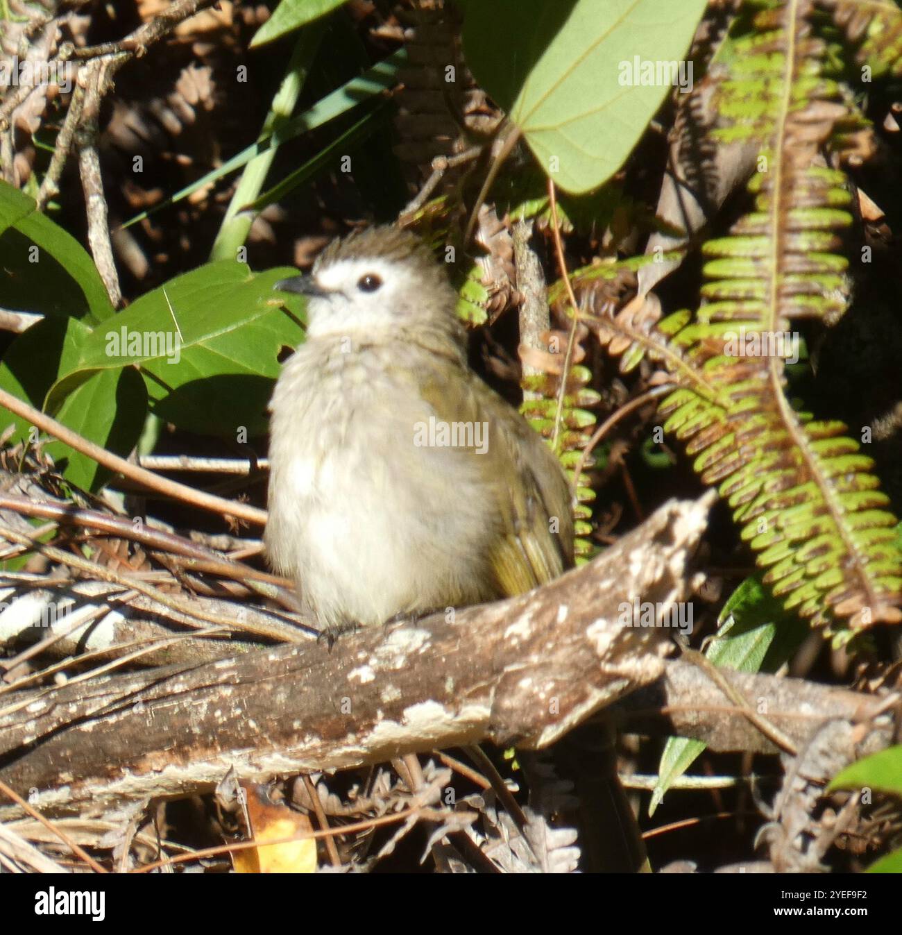 Pale-faced Bulbul (Pycnonotus leucops Stock Photo - Alamy