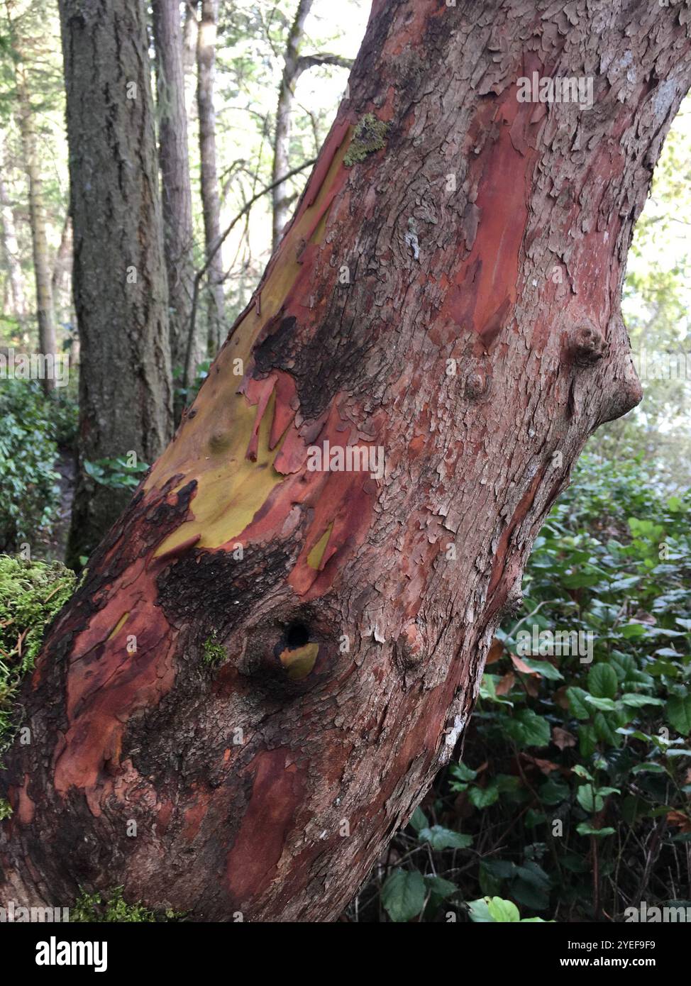Pacific madrone (Arbutus menziesii Stock Photo - Alamy