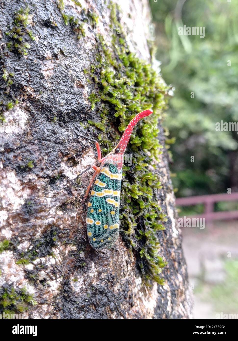 Pyrops candelaria hi-res stock photography and images - Alamy