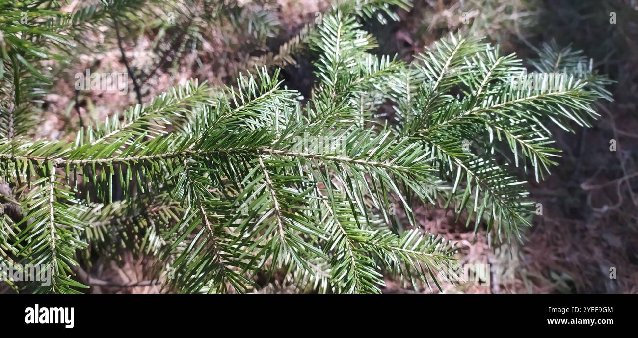 Siberian fir (Abies sibirica Stock Photo - Alamy