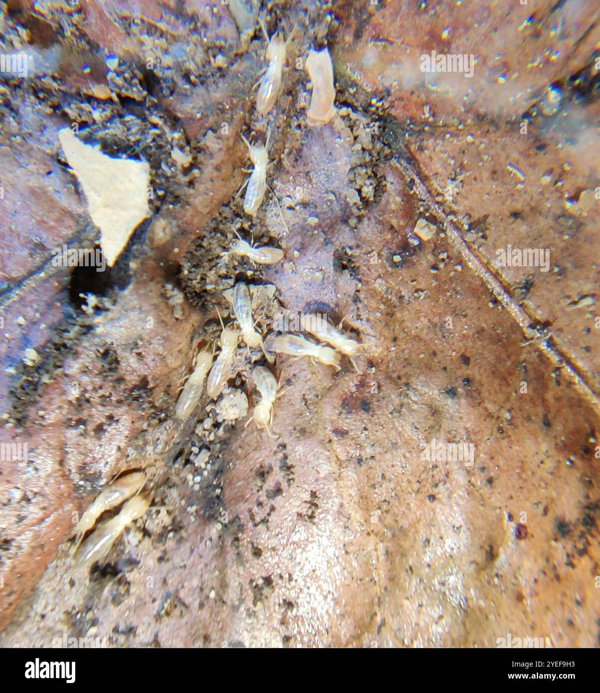 Western Subterranean Termite (Reticulitermes hesperus Stock Photo - Alamy