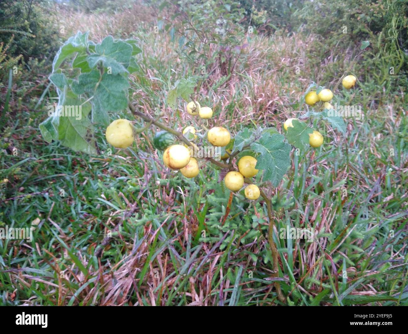 tropical soda-apple (Solanum viarum Stock Photo - Alamy