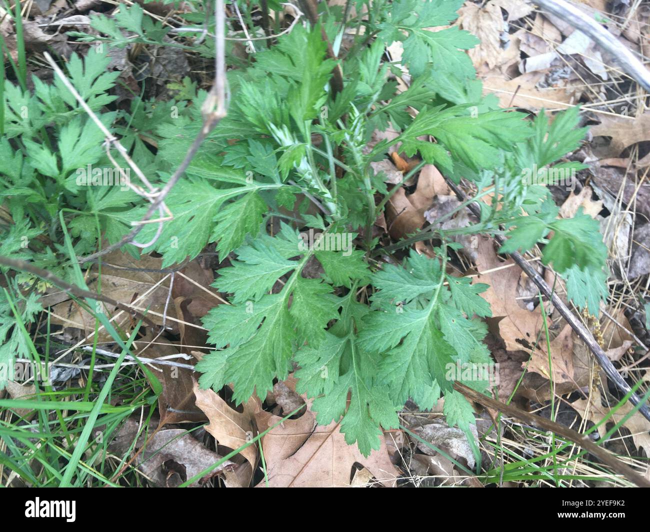 common mugwort (Artemisia vulgaris Stock Photo - Alamy