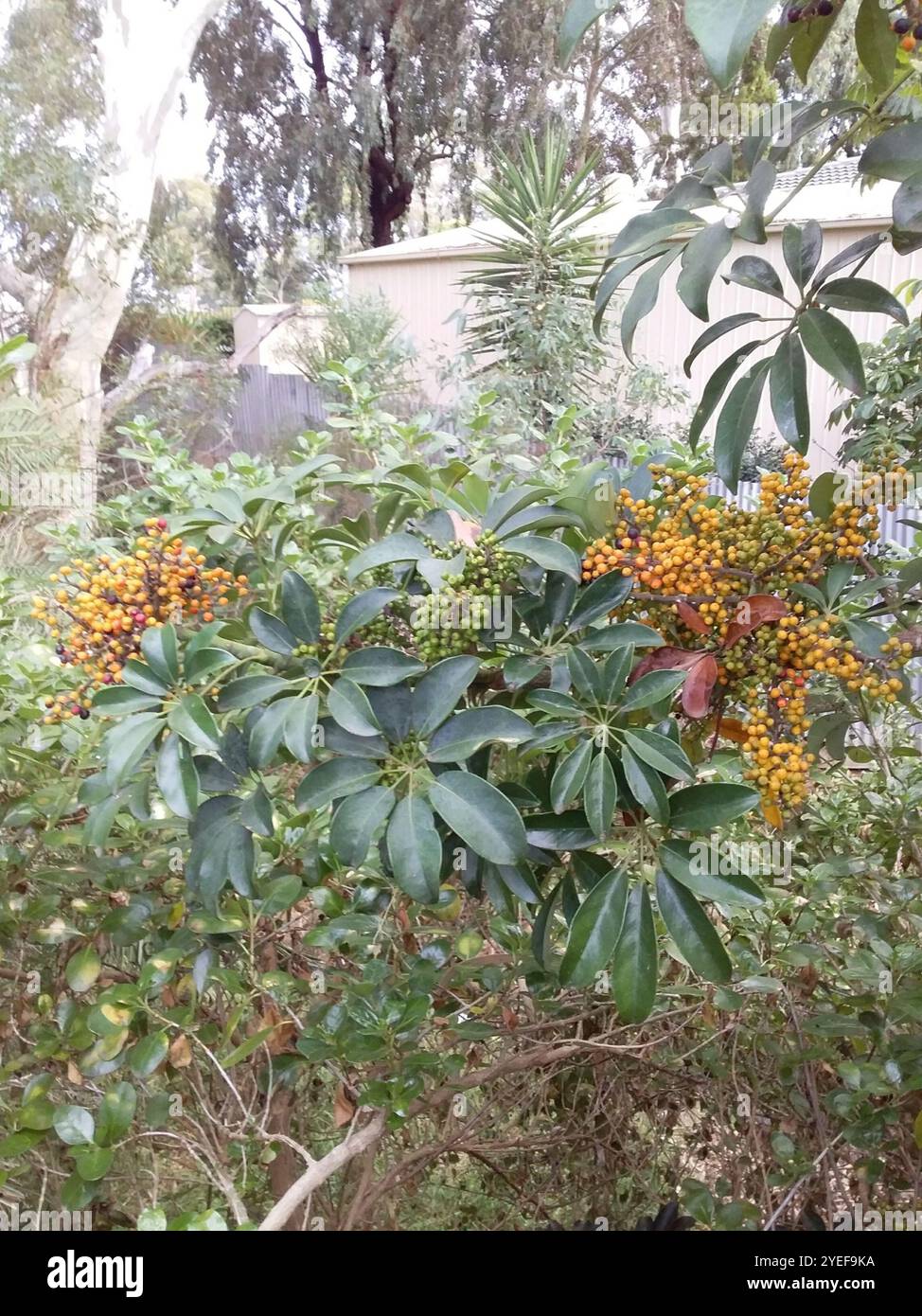 Miniature umbrella tree hi-res stock photography and images - Alamy