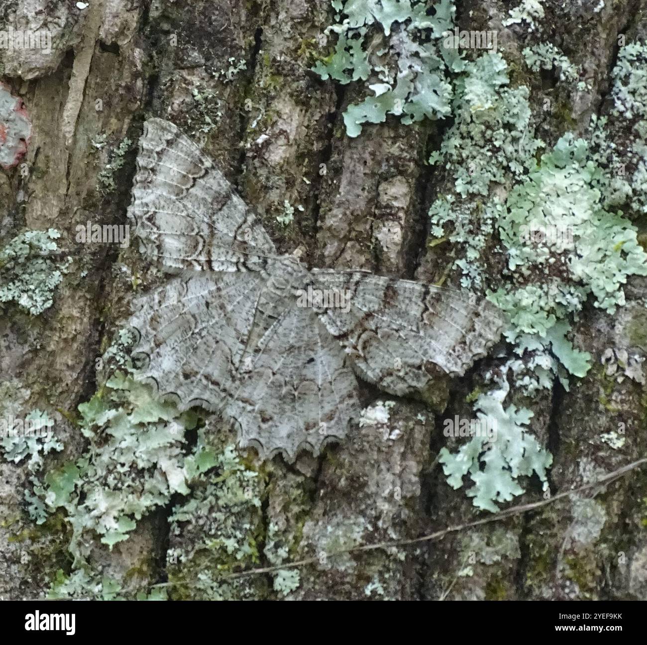 Tulip-tree Beauty (Epimecis hortaria Stock Photo - Alamy