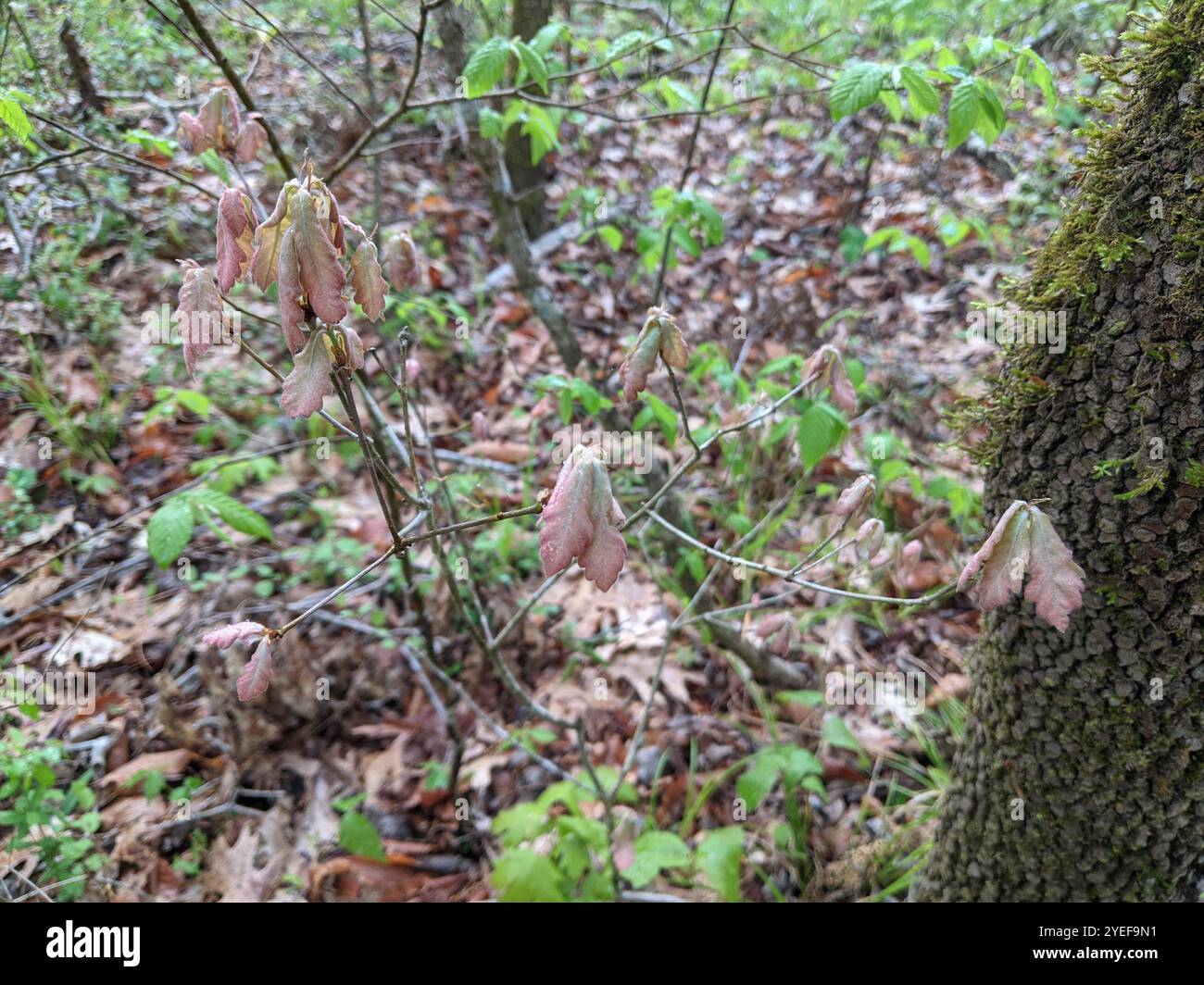 white oak (Quercus alba Stock Photo - Alamy
