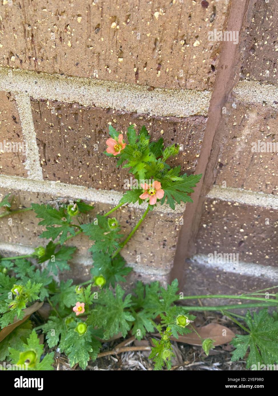 Carolina Bristlemallow (Modiola caroliniana Stock Photo - Alamy